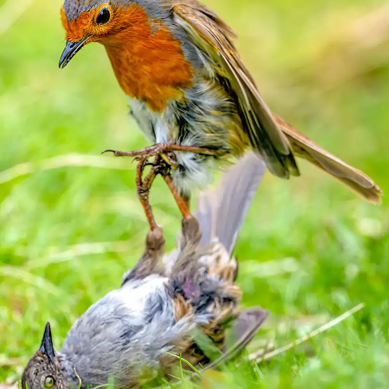 Las mejores fotografías de National Geographic