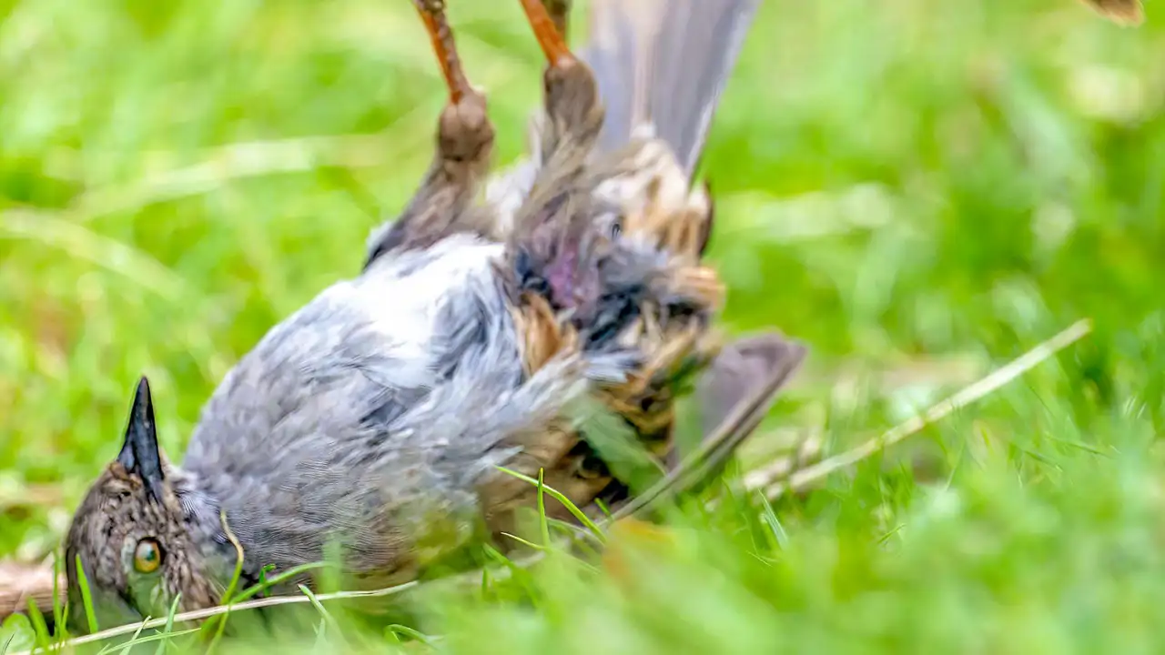Las mejores fotografías de National Geographic