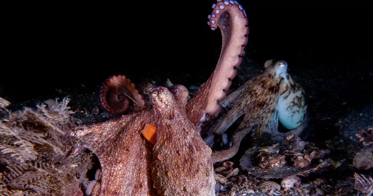 El último secreto de los pulpos: observan 4.000 movimientos de sus ...