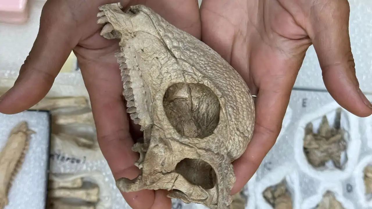 El 'ratón lanudo': ¿resurrección del mamut o solo un experimento curioso?