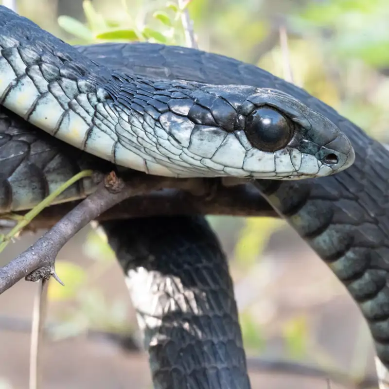 Reportajes y fotografías de natgeo en National Geographic