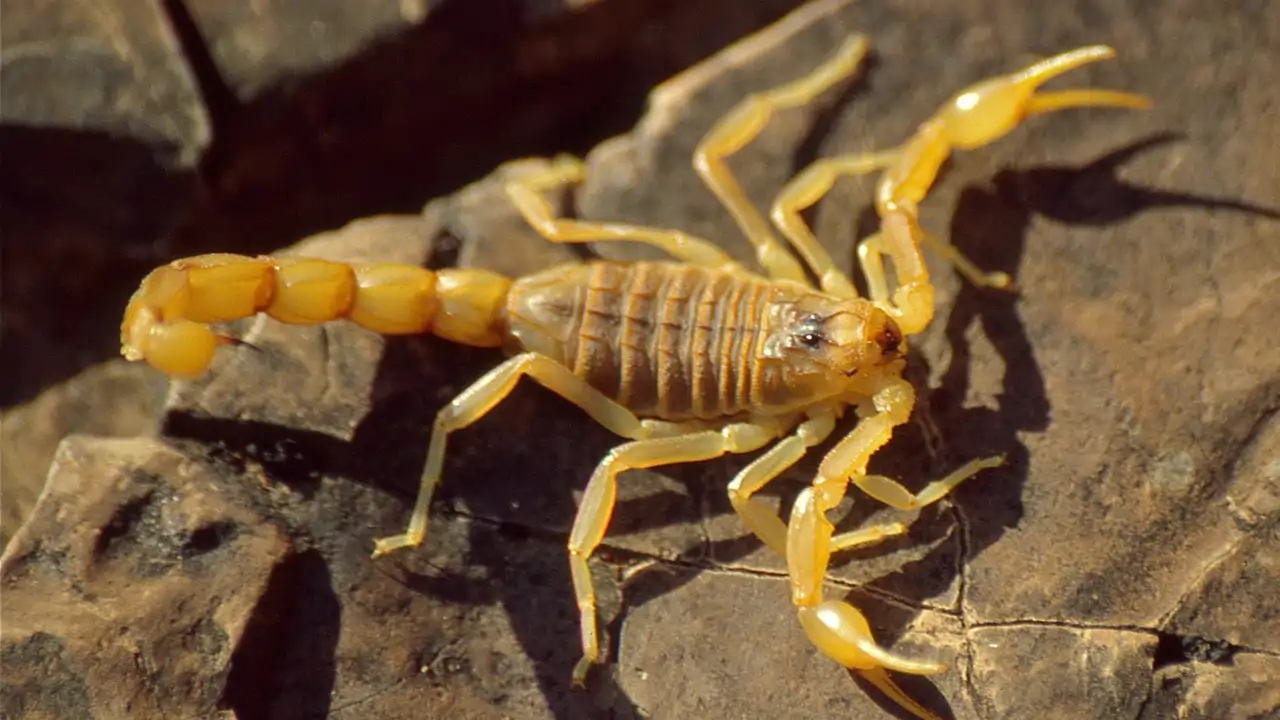 Triceratops Horridus