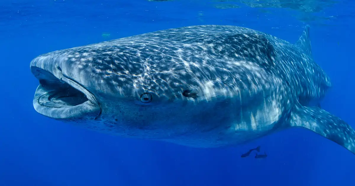 Tiburón Ballena El Gigante Amable Del Océano Qué Come Cuánto Crece Y