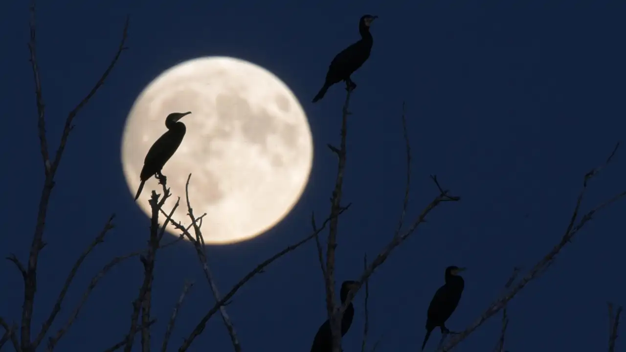 ¿Hay un mundo desconocido sumergido bajo el océano Pacífico?