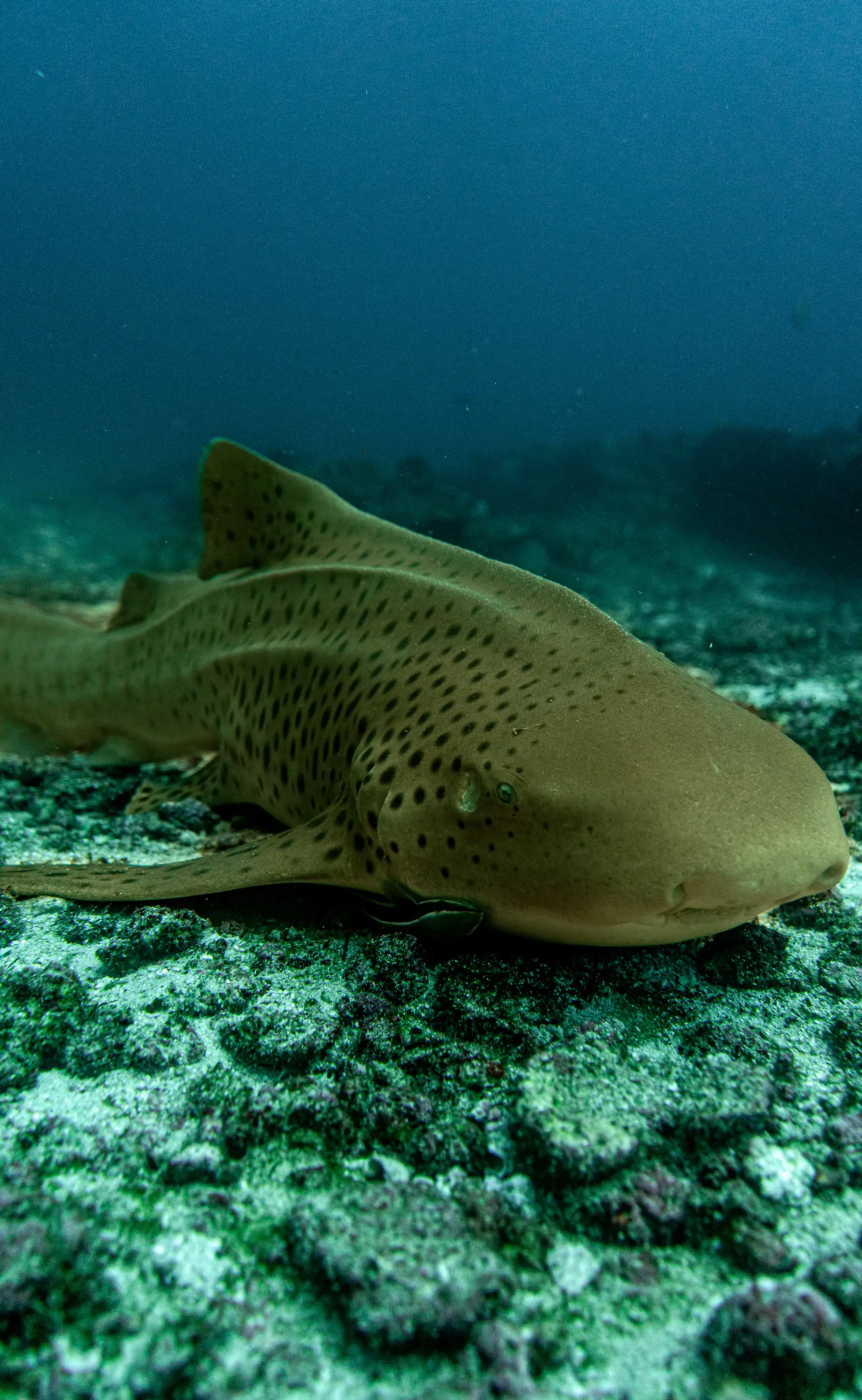 Mozambique salvaje: Nos sumergimos en sus aguas