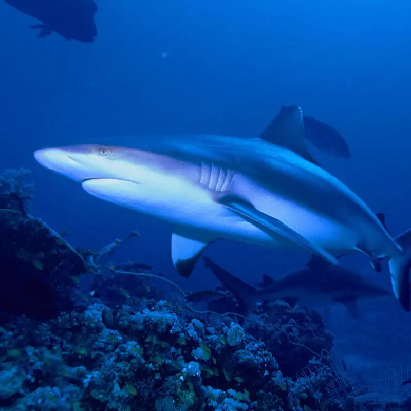 Tiburones: Fotos, tipos de tiburones y por qué son considerados peligrosos
