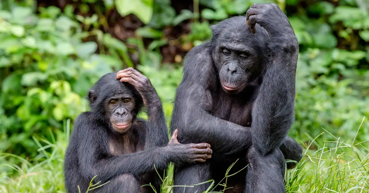 El linchamiento de cinco hembras de bonobo a un macho desconcierta a la comunidad científica