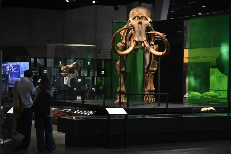 Un esqueleto de mamut lanudo en Barcelona nos lleva de viaje por la ...