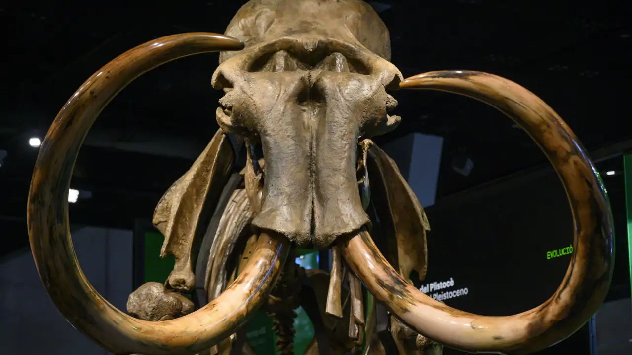 Fumata blanca, fumata negra, en el cónclave: ¿qué se usa para crear ...