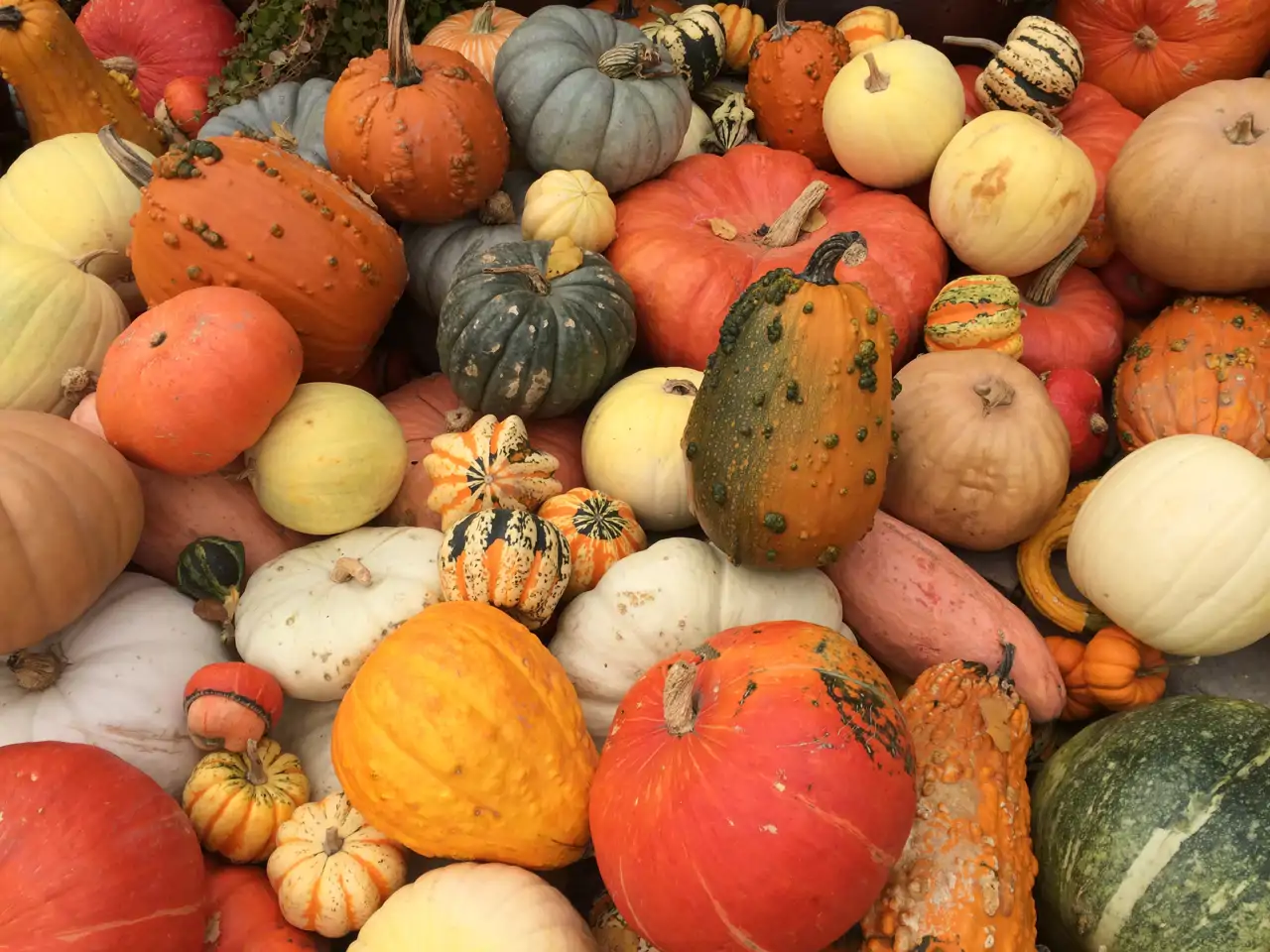 No todo es Halloween: La ciencia detrás de las calabazas