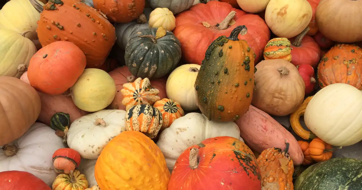 No todo es Halloween: La ciencia detrás de las calabazas