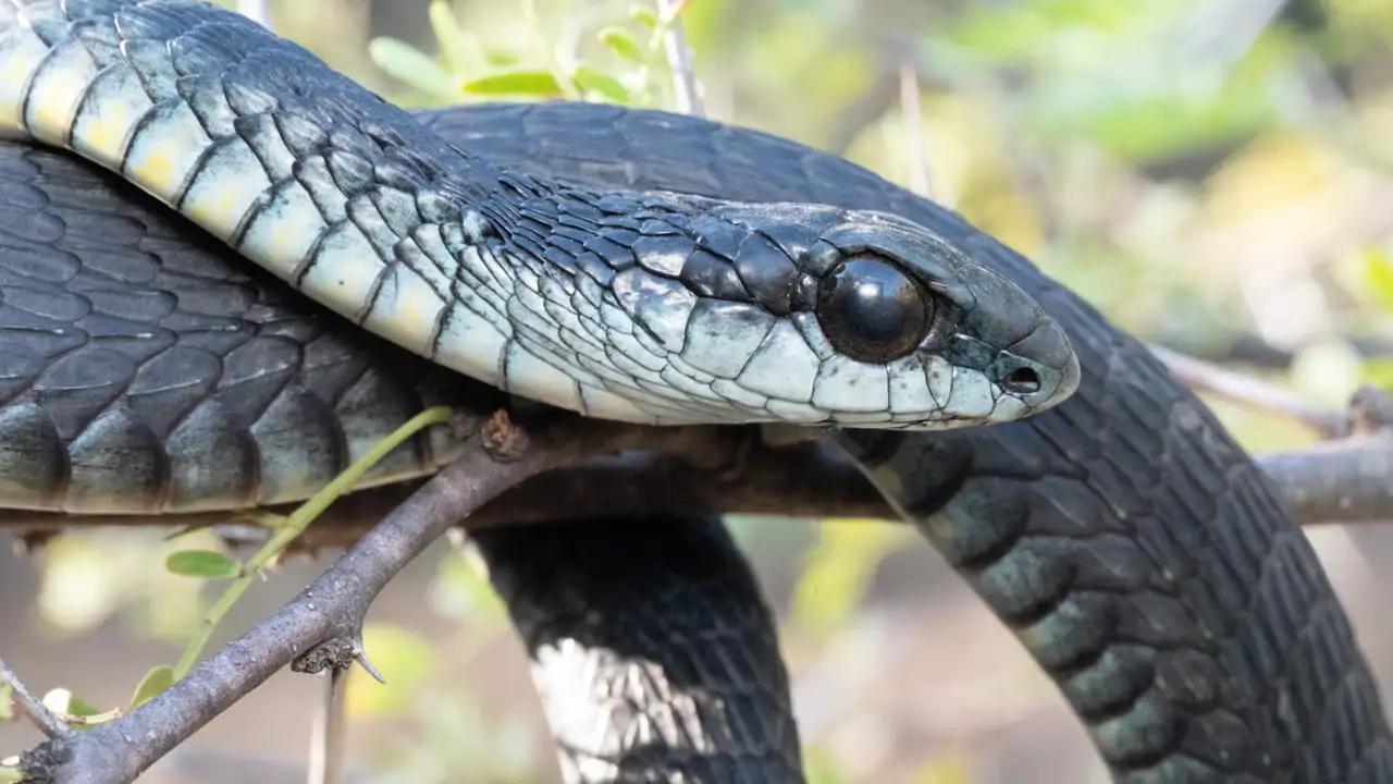 Las cinco serpientes más venenosas del mundo y dónde encontrarlas ...