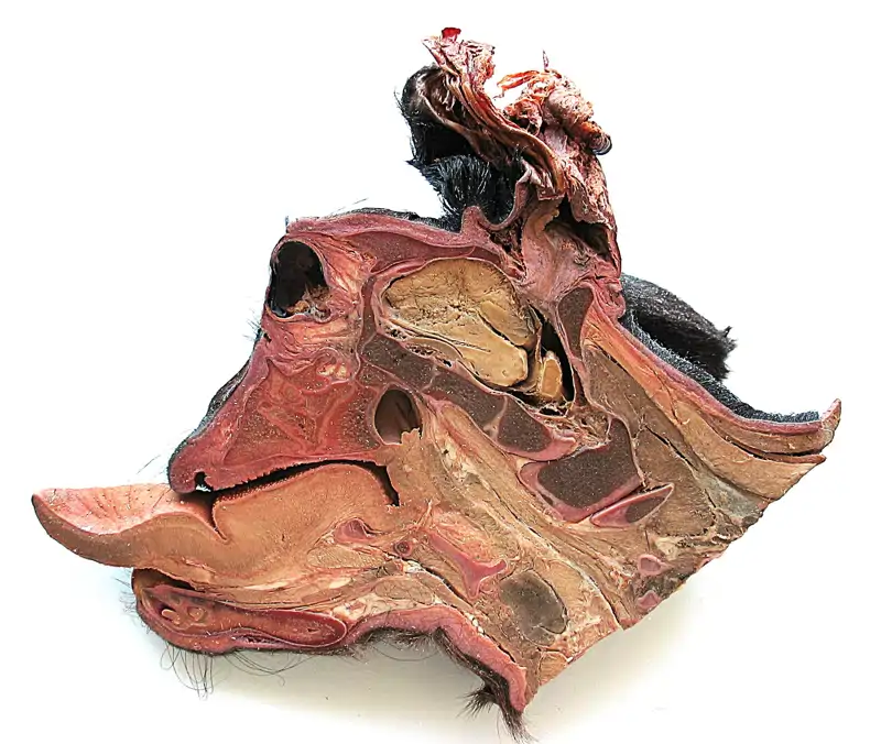 Los científicos coleccionistas de animales con malformaciones ...