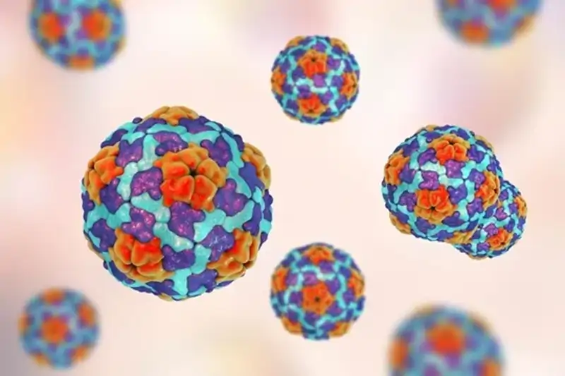 La sorprendente relación entre los mejillones y la hepatitis A humana
