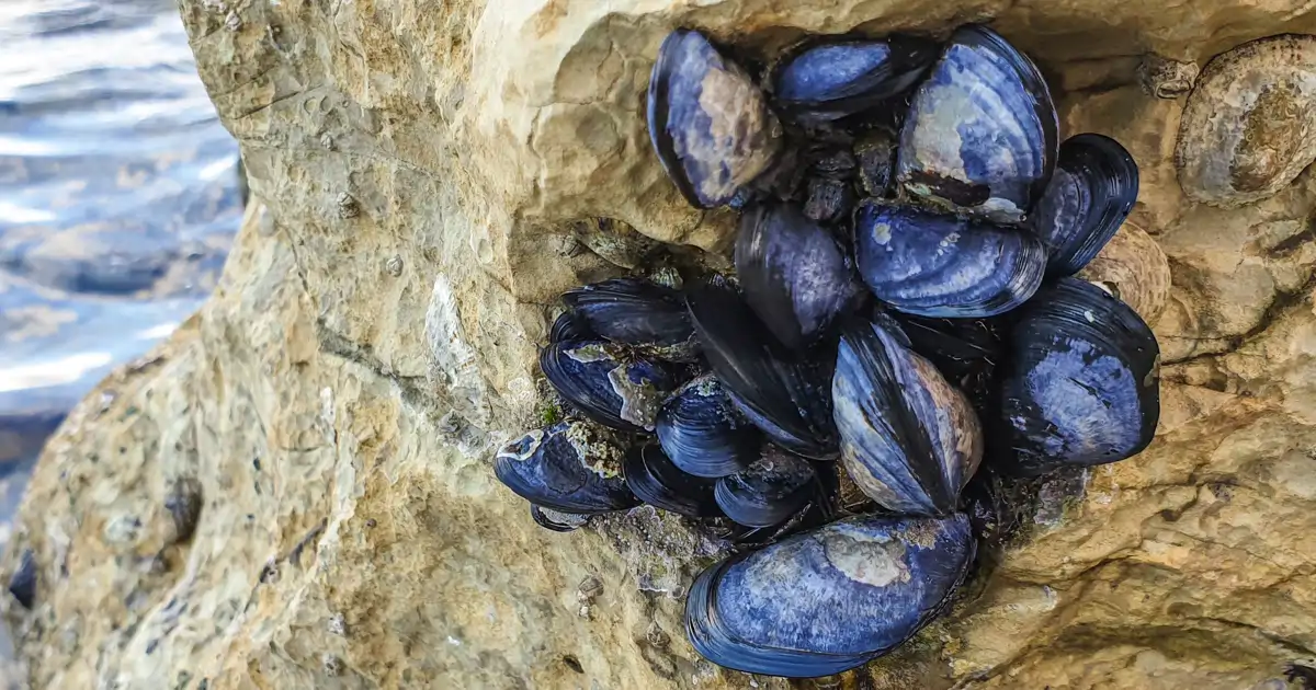 La sorprendente relación entre los mejillones y la hepatitis A humana