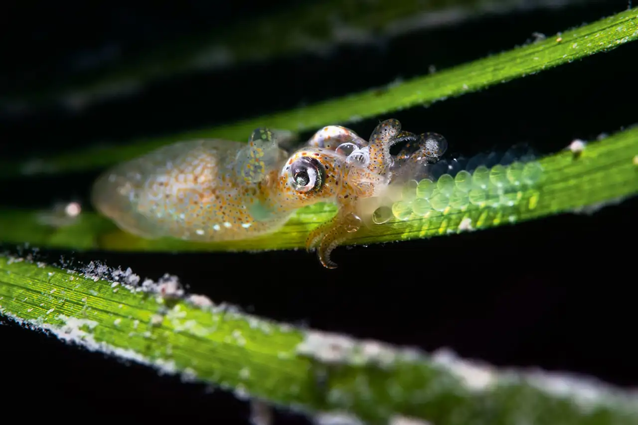 En el mundo de los calamares pigmeos, ser canijo es una ventaja