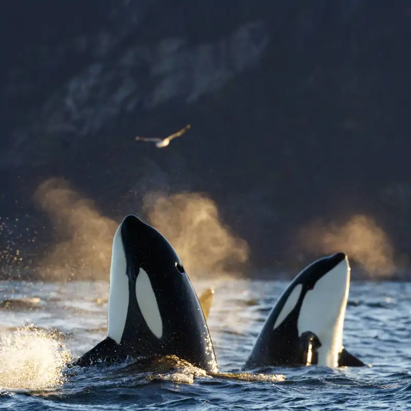 Orcas - Qué animales son, dónde viven y qué comen las orcas