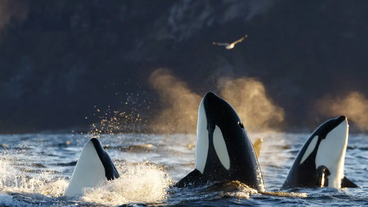 Orcas Gladis: ¿por qué atacan? ¿qué hacer si una de ellas embiste mi barco?