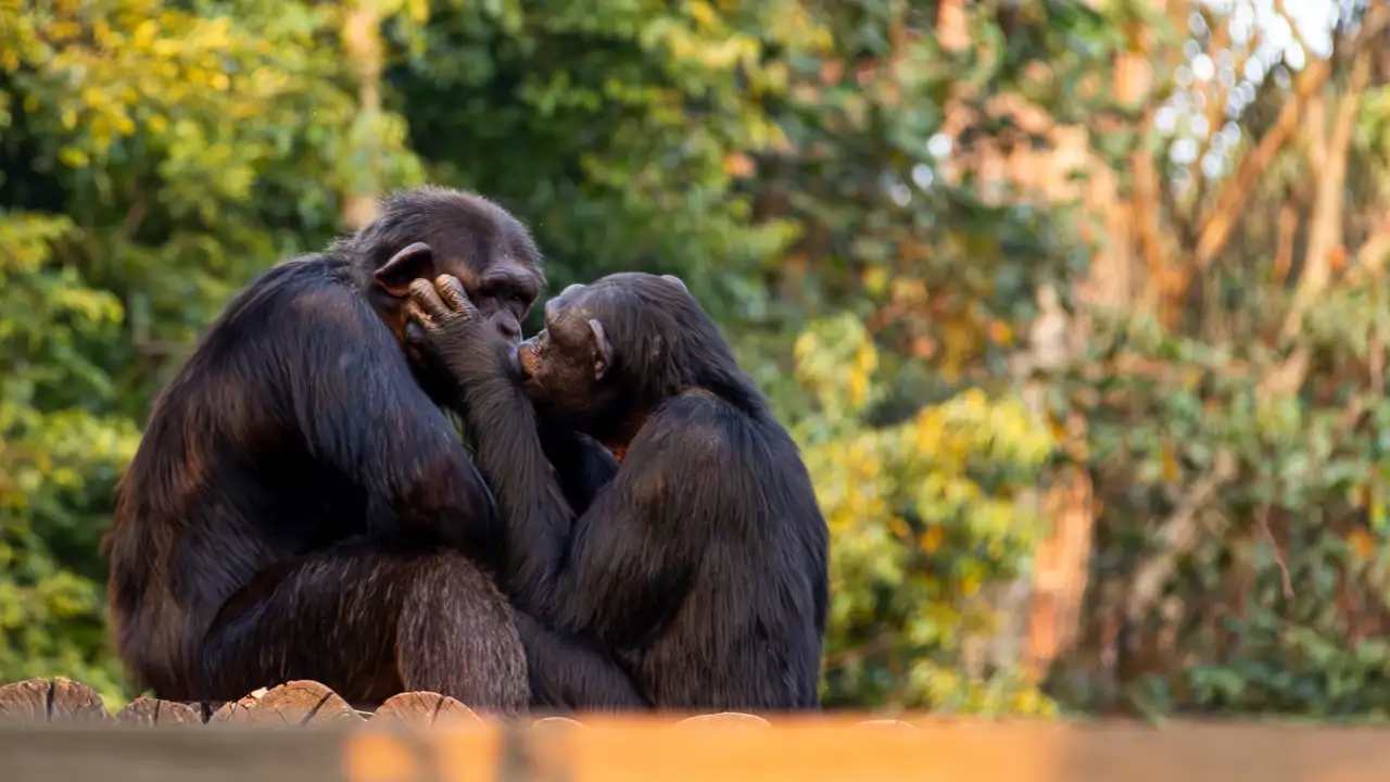 Las 7 fotos de la semana en National Geographic: gorilas bebés y los ...