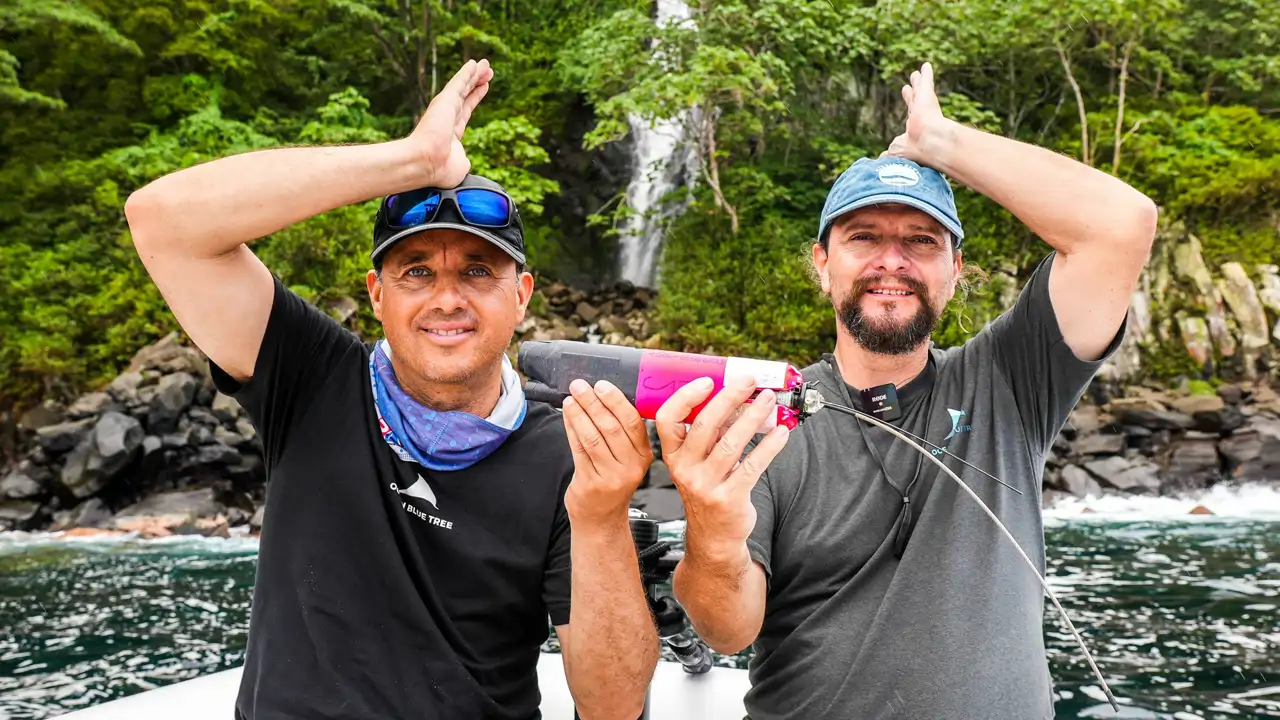 Observan cómo un grupo de orcas se une para cazar tiburones blancos