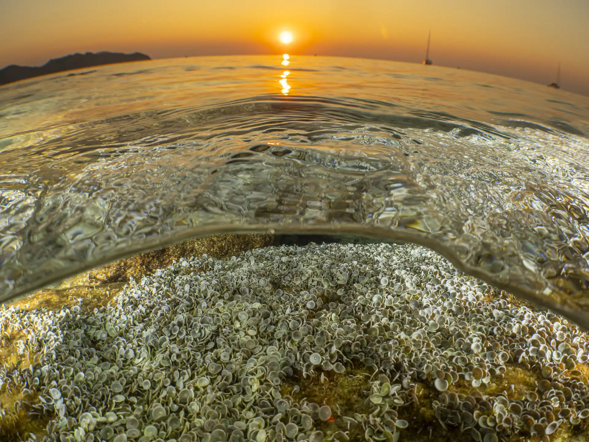 Las 8 fotos más espectaculares del mar Balear en 2025, según National ...