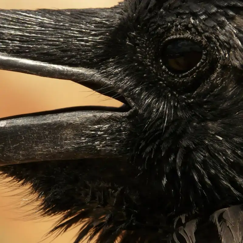 ¿Cuál es el secreto del aroma y el sabor del café? La química nos lo revela