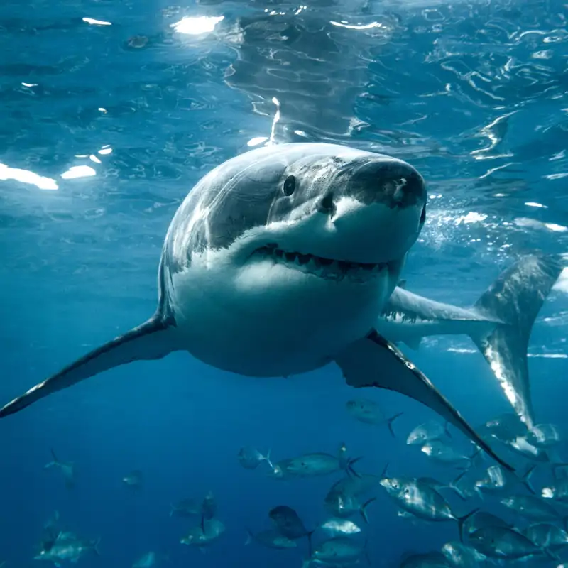 Reportajes y fotografías de Reportajes Multimedia en National Geographic