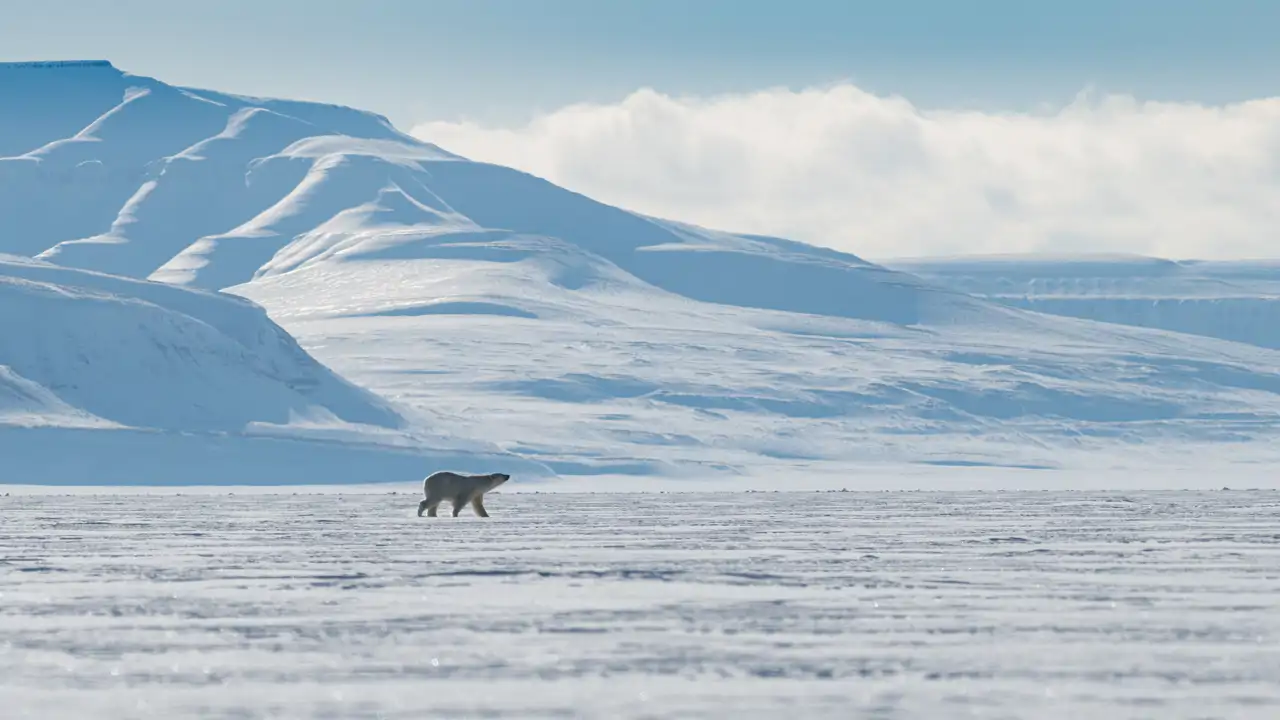 ¿Qué es el marimo y qué amenaza a estas extrañas pelotas de algas?