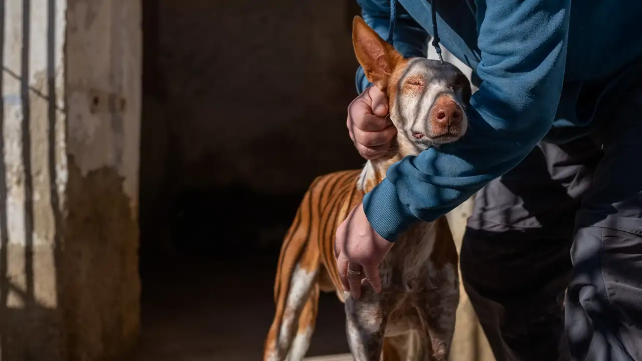 En la cultura azteca, este perro mexicano guiaba a las almas al inframundo