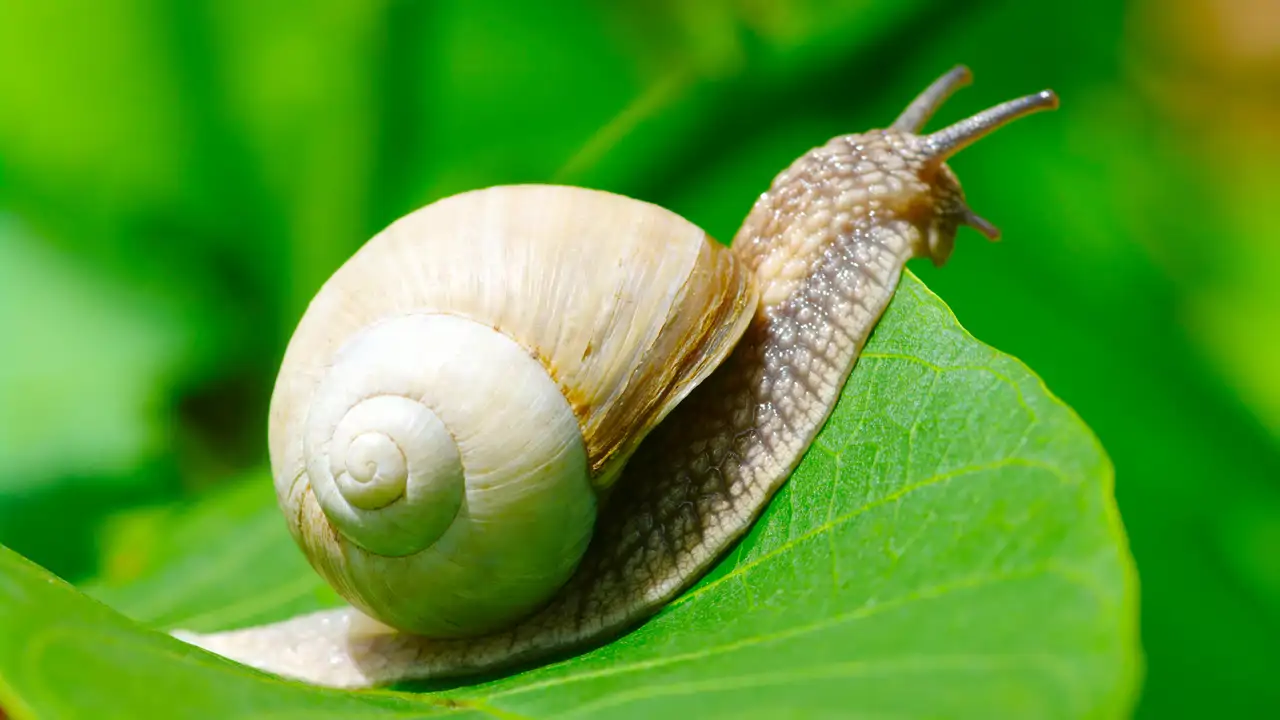 Animales domésticos: definición y deferencia con animales domados y ...
