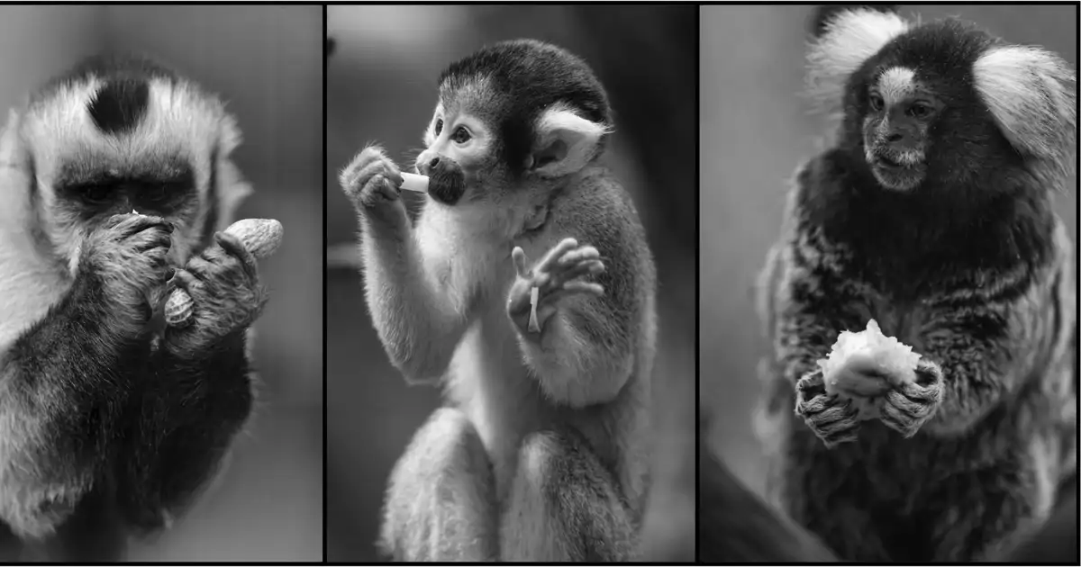 ¿Pueden los animales ser engañados con un truco de magia?