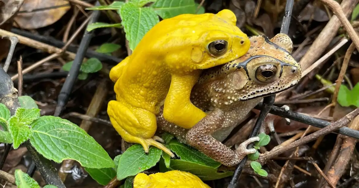 Estos sapos cambian de color para evitar confusiones al aparearse