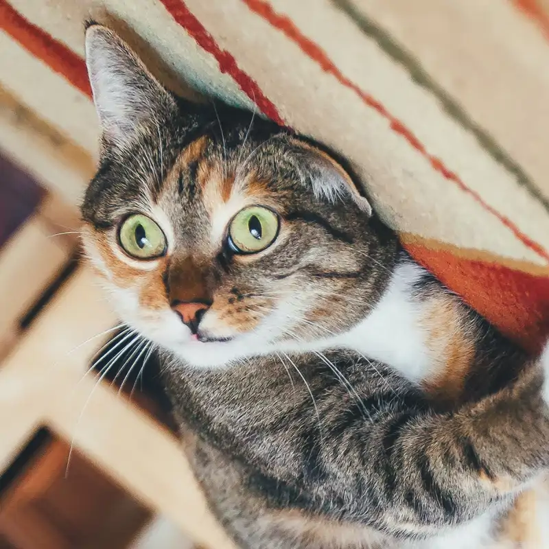 Reportajes y fotografías de Gato en National Geographic