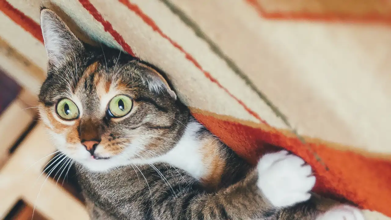 Reportajes y fotografías de Gato en National Geographic