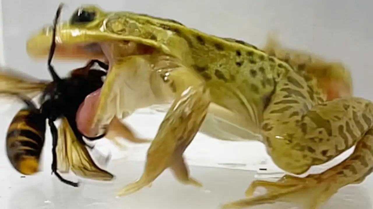 Tigres dorados, serpientes caníbales... las noticias de animales más ...