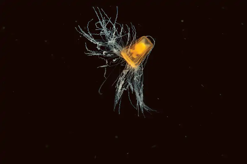 Estos animales han logrado la inmortalidad y la ciencia está ...