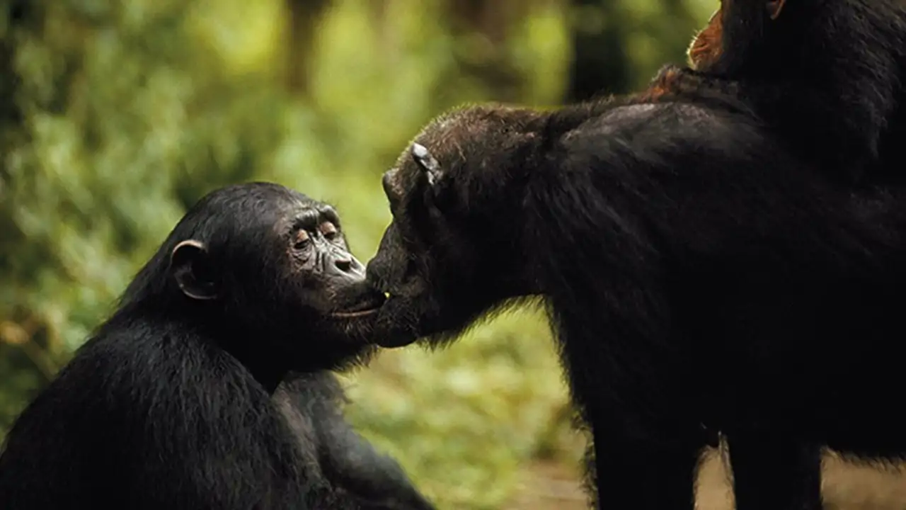 Mar de electrones: ¿por qué los metales conducen bien la electricidad?