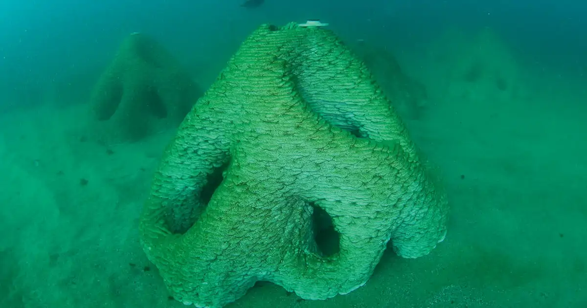 Así se está regenerando la vida marina en en el puerto de Barcelona ...