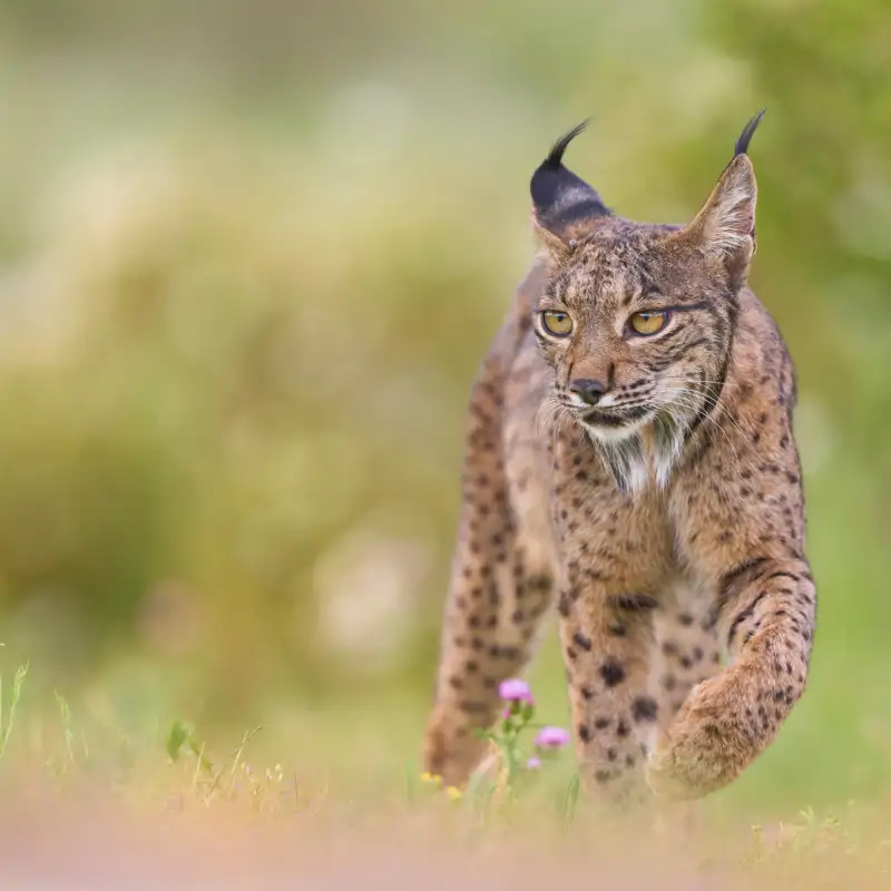 Investigan las últimas horas de un lince ibérico atropellado en Madrid