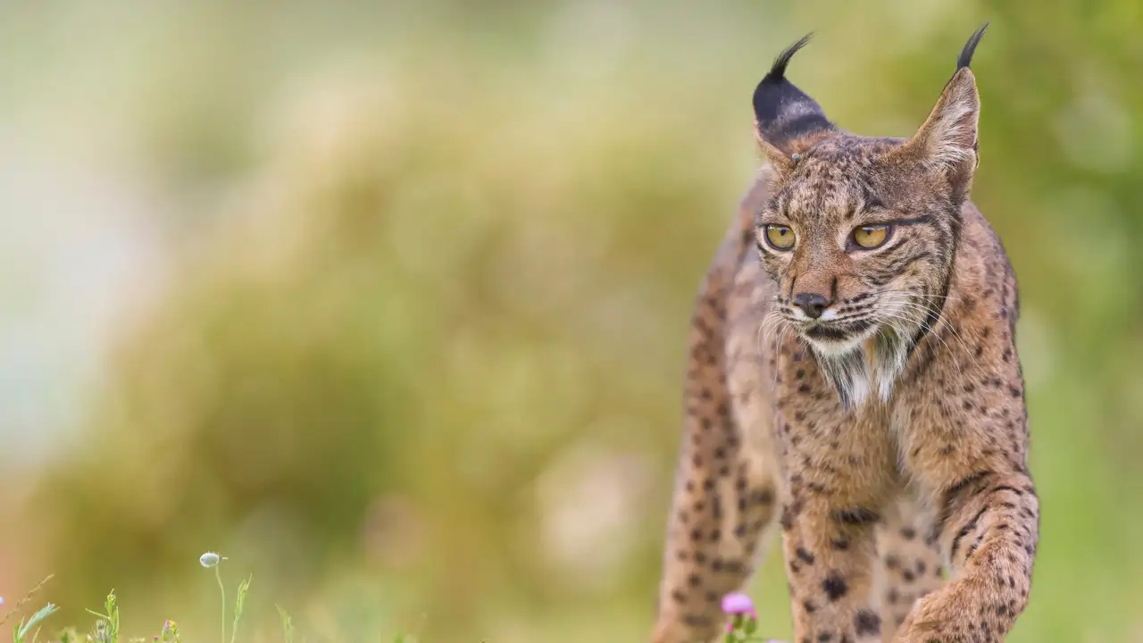 Alex Avello, 'storyteller' de National Geographic: "Entre un 50 % y un ...