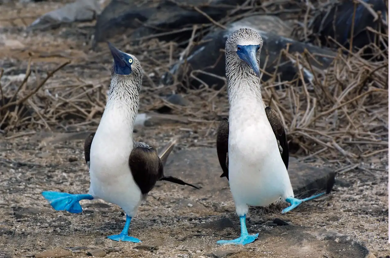 A esta ave "le pone" el color azul