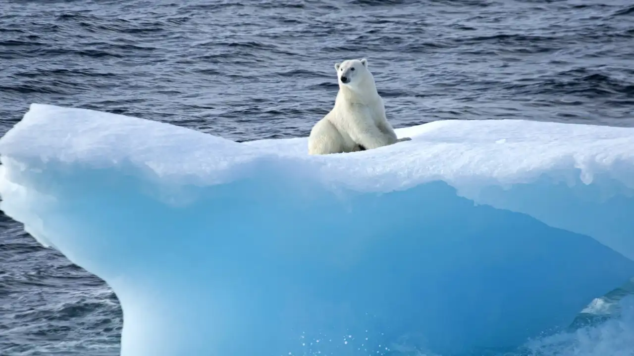 Rachel Carson, la madre del ecologismo moderno