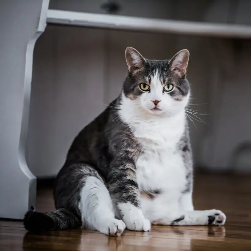 Reportajes y fotografías de Gato en National Geographic