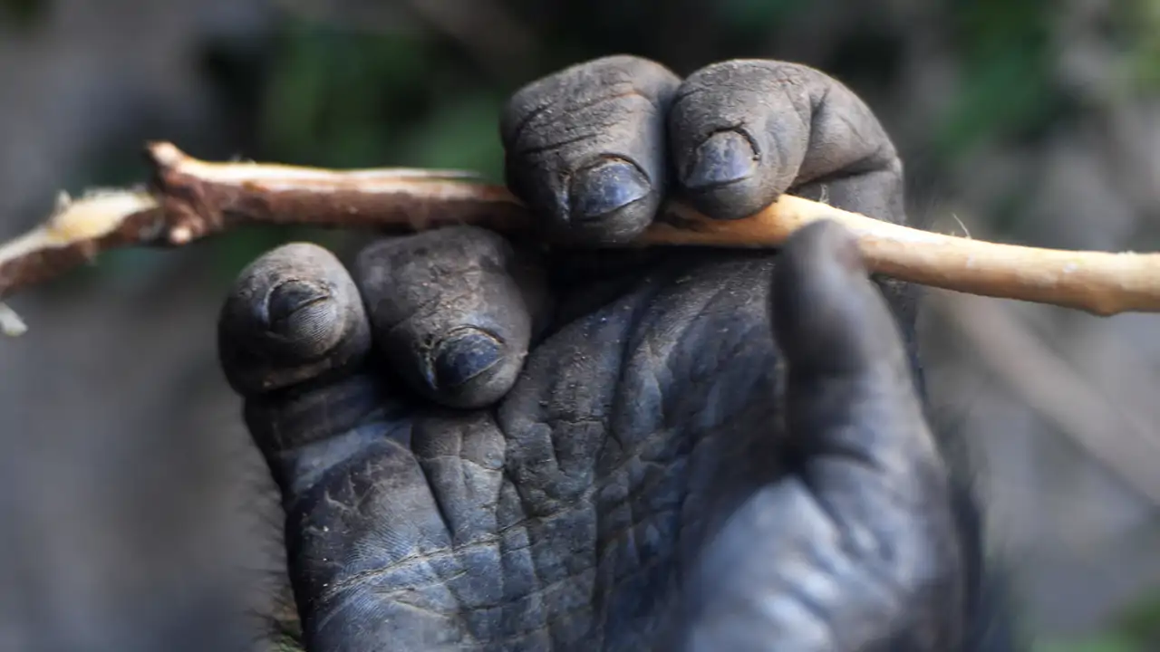 Tigres dorados, serpientes caníbales... las noticias de animales más ...