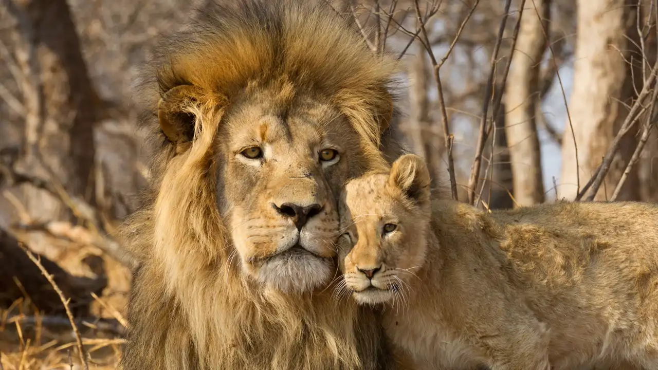 Luz verde a la caza del lobo ibérico en España: ¿qué significa?