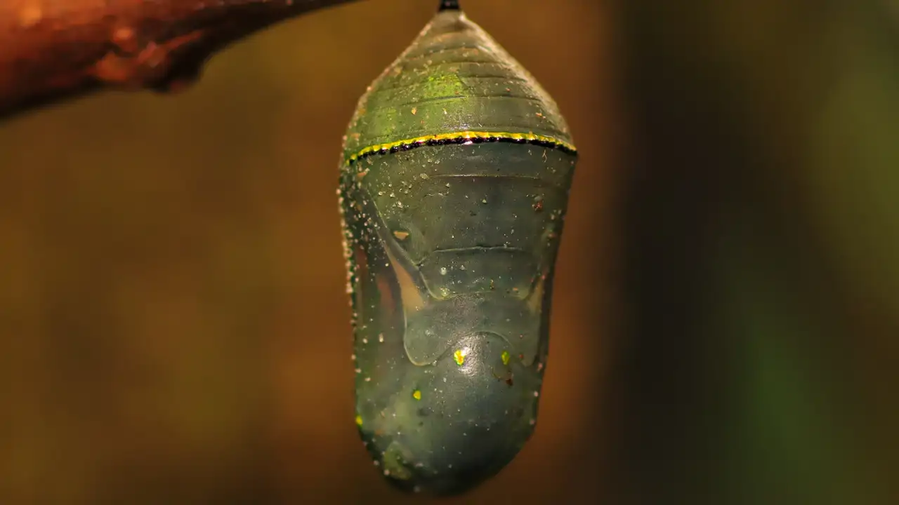 ¿Qué está causando la caída de las mariposas Monarca en México?