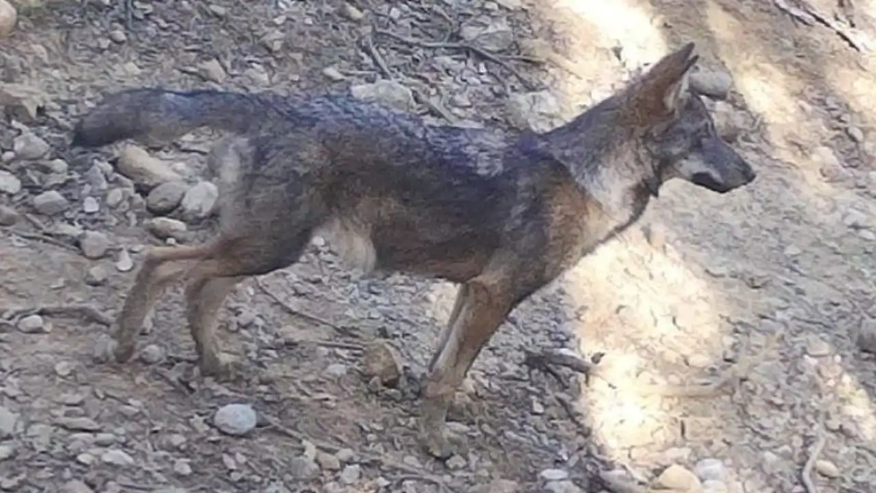 Rana toro, un anfibio que muge