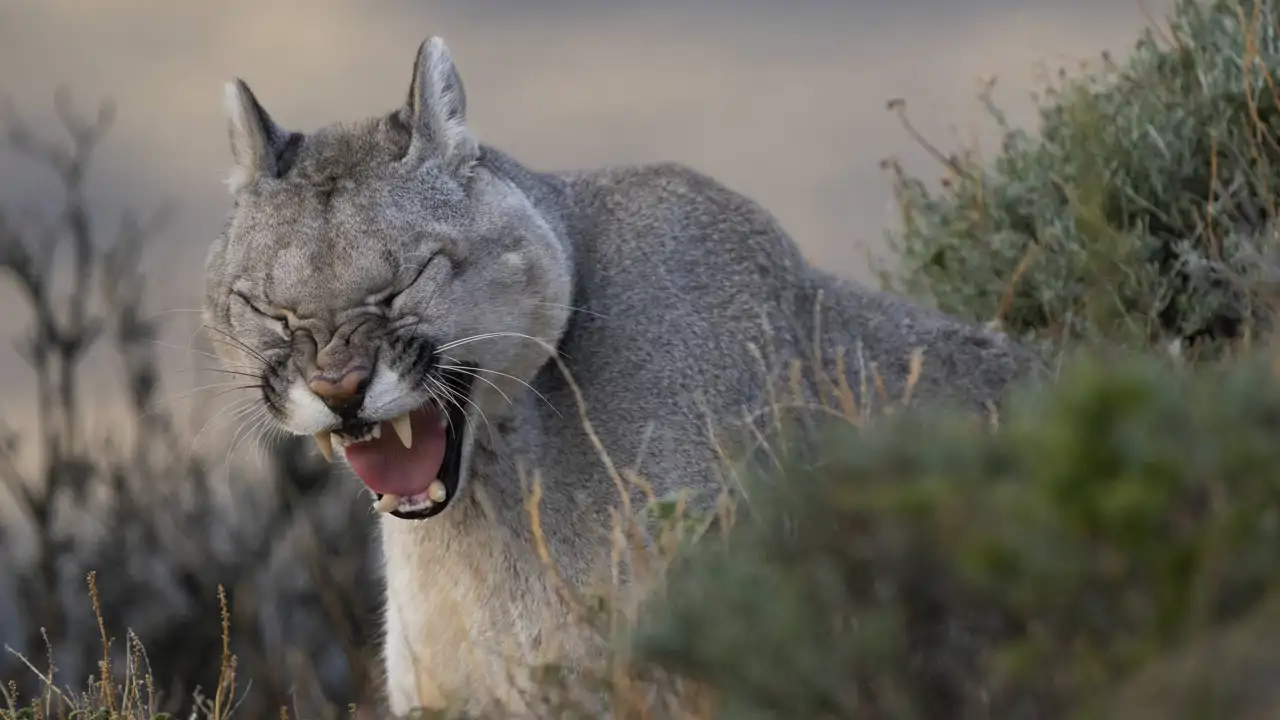 Conoce al tigre de Bengala, una fascinante especie amenazada