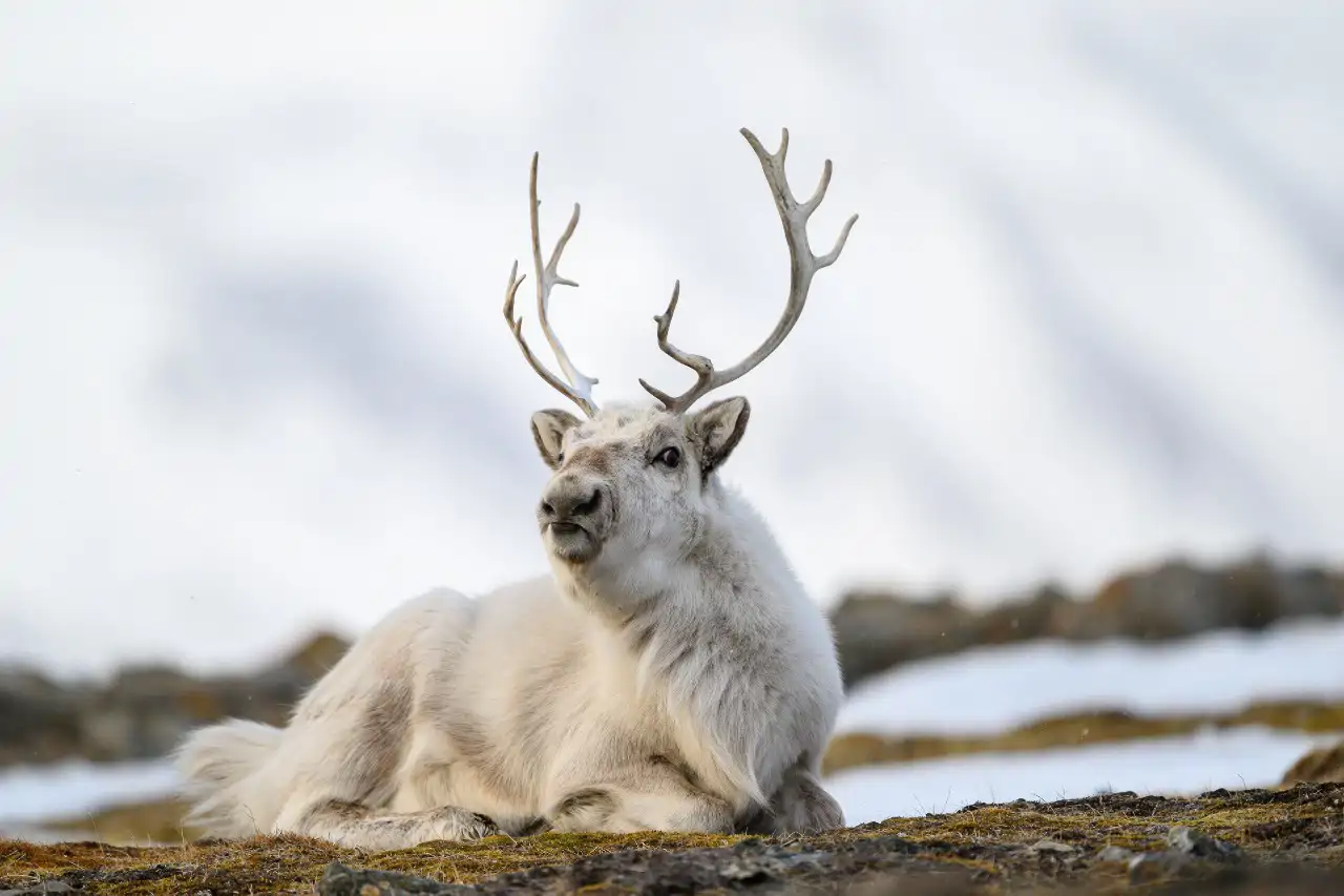 7 fotos de la semana en National Geographic: de los renos amenazados a ...