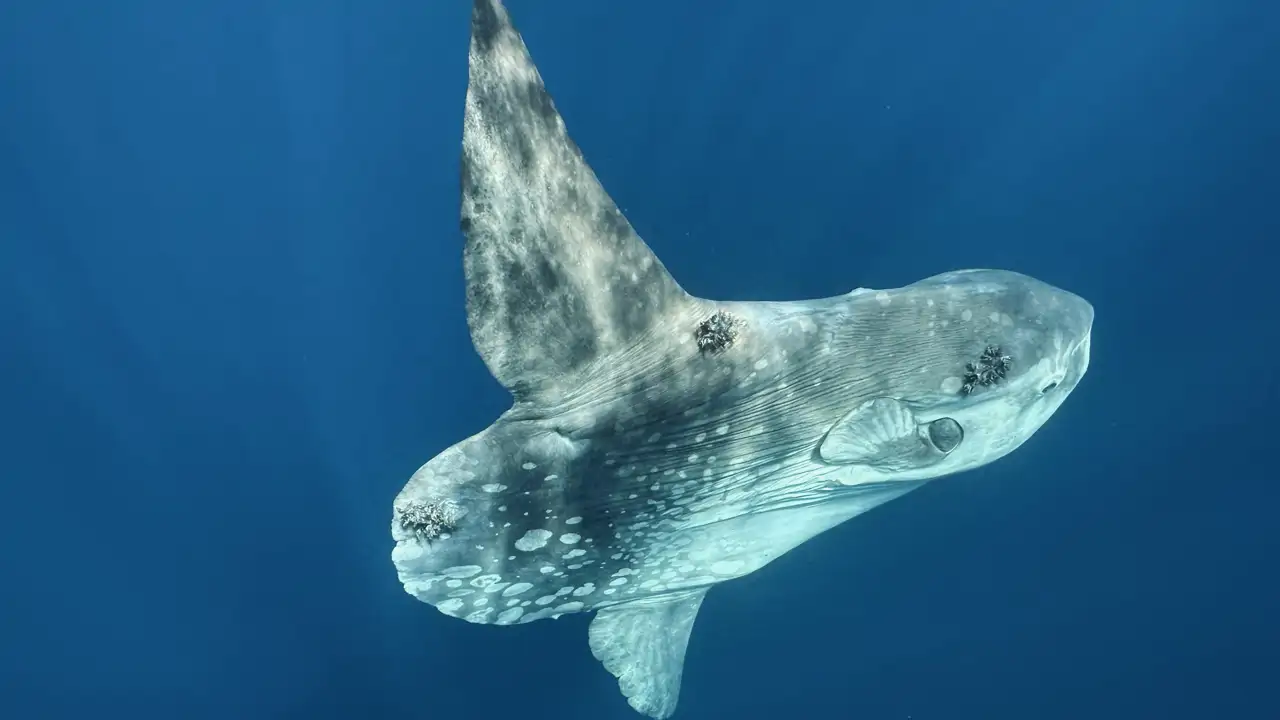 10 curiosidades sobre la tumba de Tutankamón